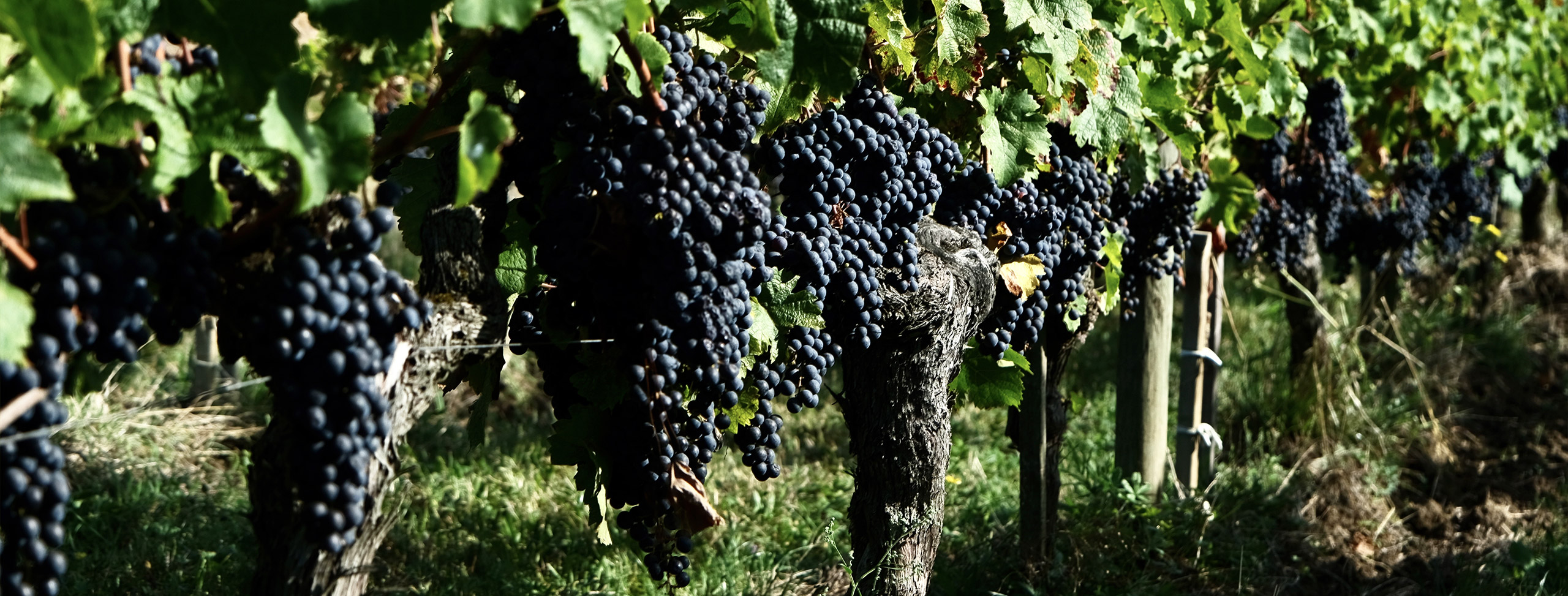Home - Château de La Huste - Vignobles Brigitte Rullier-Loussert
